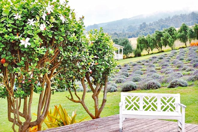 Ali&rsquo;i Kula Lavender Farm