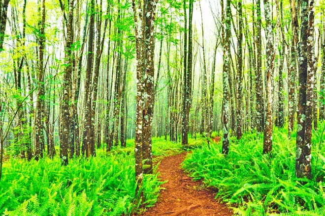 Makawao Forest Reserve