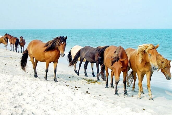 Assateague Island