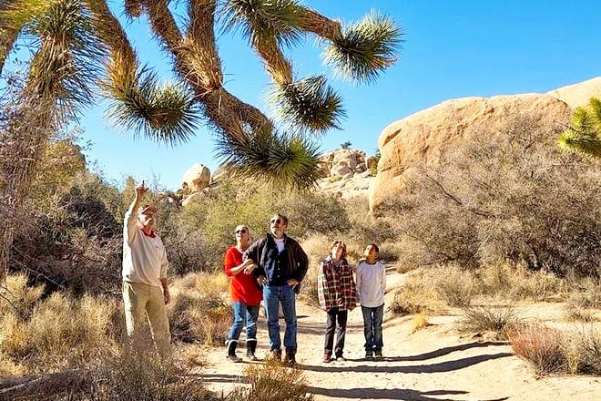 Joshua Tree National Park SUV or Van Tour
