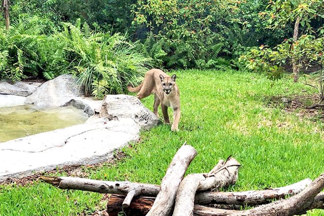 Naples Zoo at Caribbean Gardens