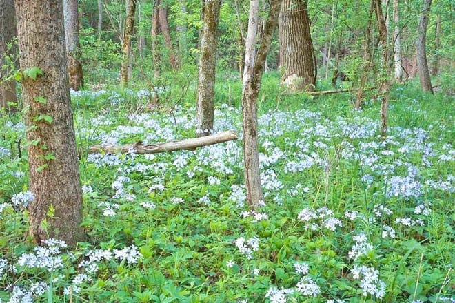 Ritchey Woods Nature Preserve