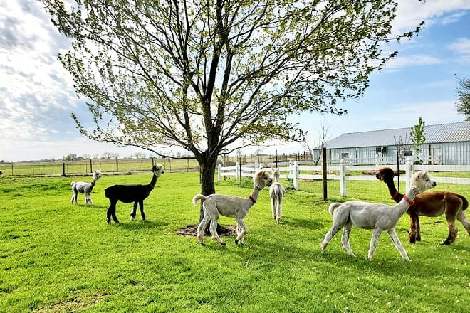 Yaya&rsquo;s Alpaca Farm