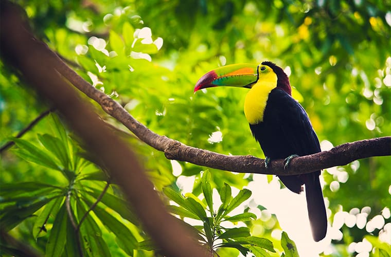 Bird Watching At Isla Contoy Cancun