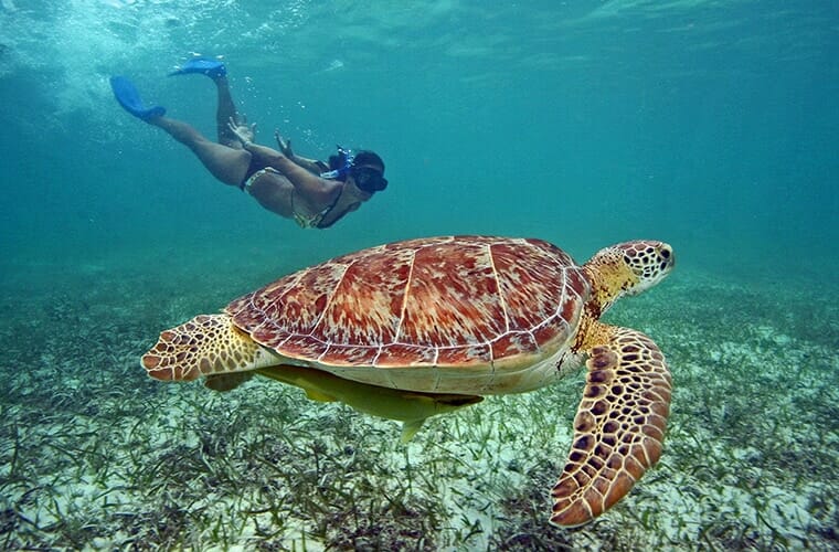 Say Hello To Sea Turtles Cancun
