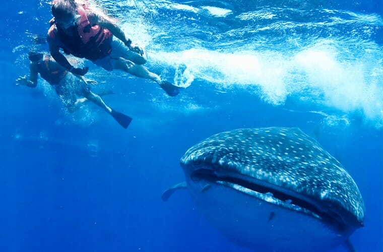 Ecocolors Tours &ndash; Swim With Whale Shark Tour