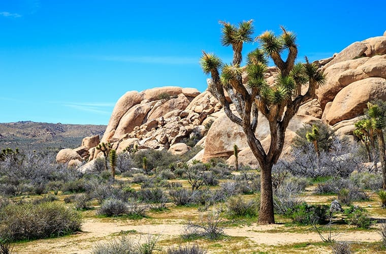 Joshua Tree