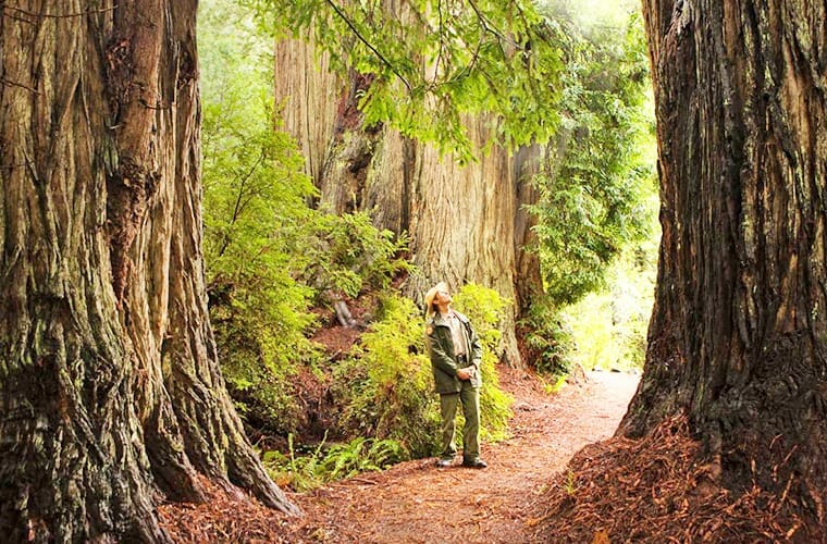 The Redwoods