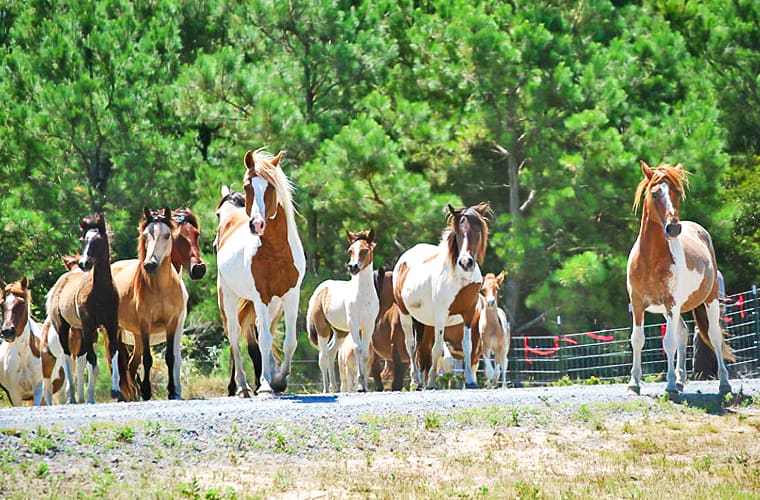 Chincoteague Island, Virginia