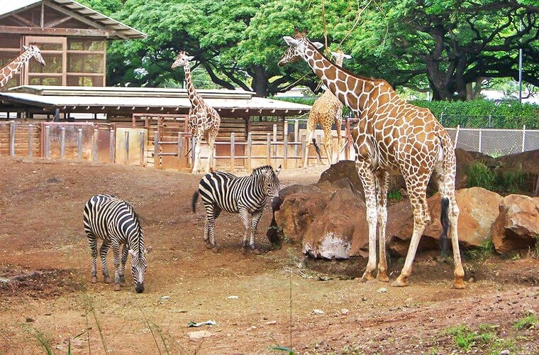 Honolulu Zoo 1