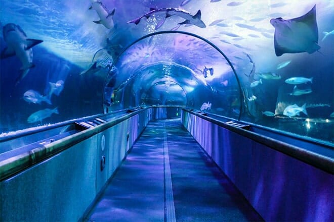 Aquarium Of The Bay
