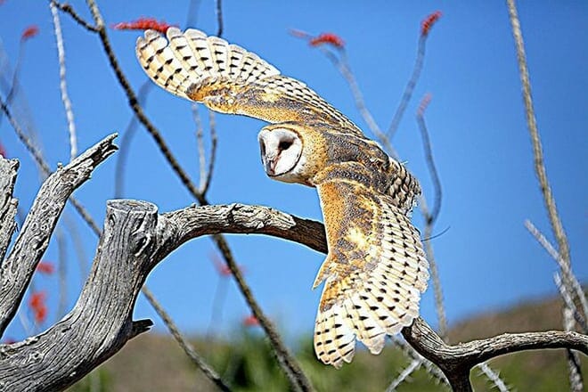 Arizona-Sonora Desert Museum