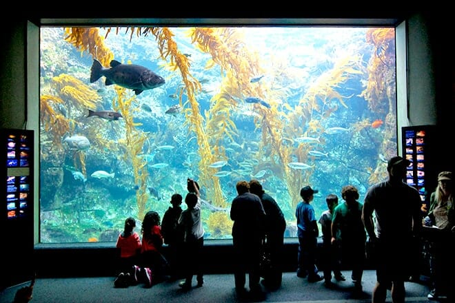Birch Aquarium At Scripps