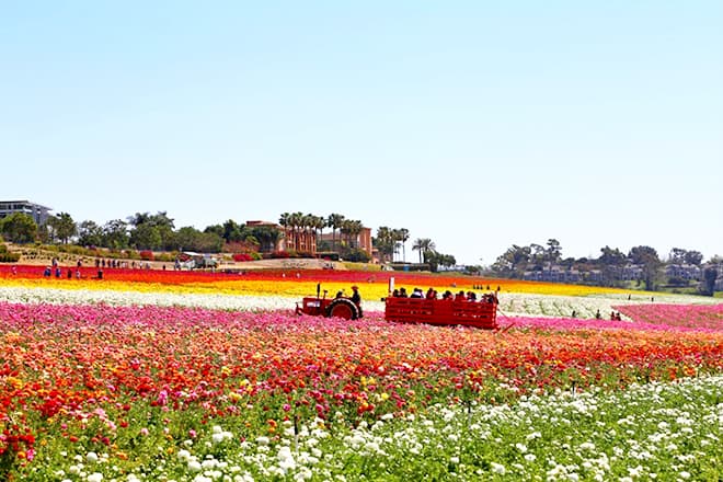 Carlsbad Flower Fields