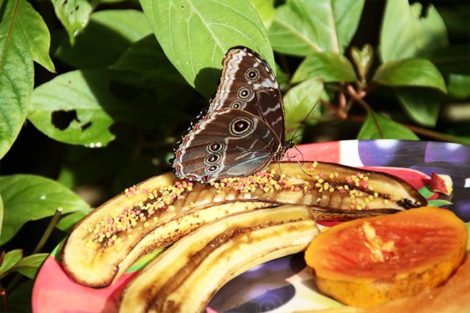 Key West Butterfly And Nature Conservatory Key West