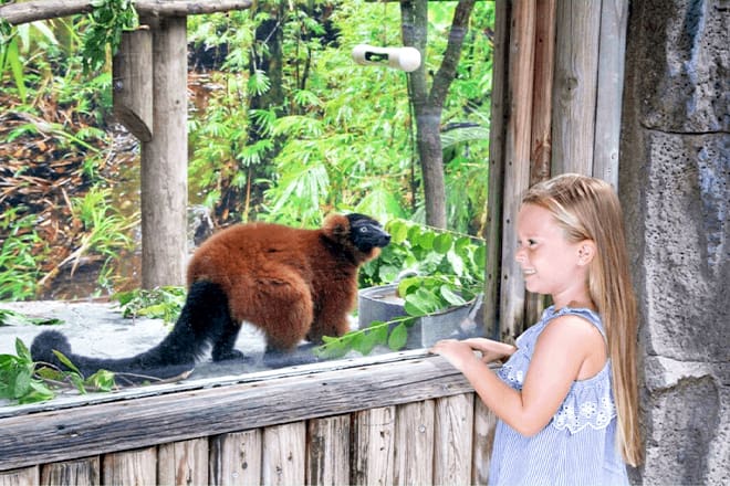 Naples Zoo At Caribbean Gardens