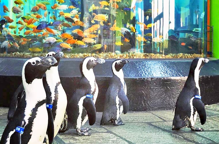 Ripley&rsquo;s Aquarium