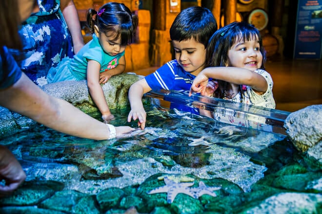 SEA LIFE Michigan Aquarium