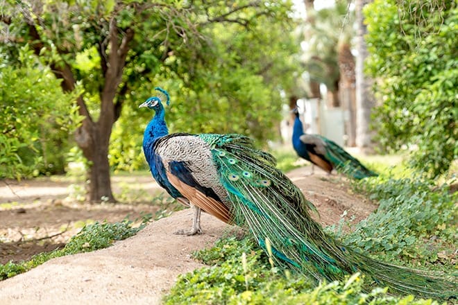 Sahuaro Ranch Historic Area