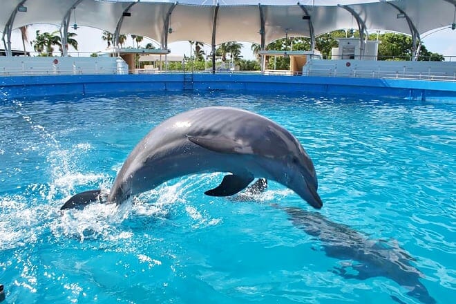 Seaquarium &mdash; Virginia Key