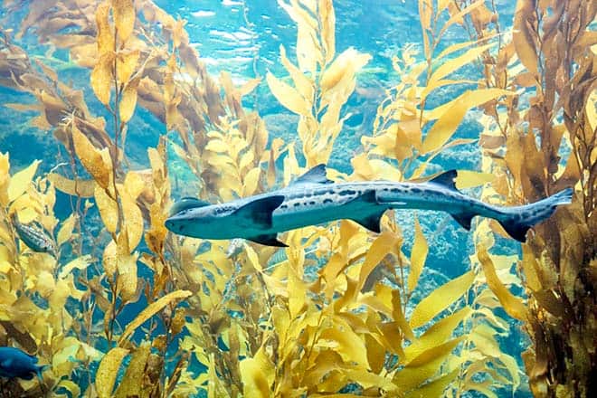 Snorkel Or Swim With Leopard Sharks