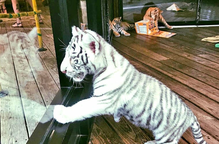 T.I.G.E.R.S. Preservation Station