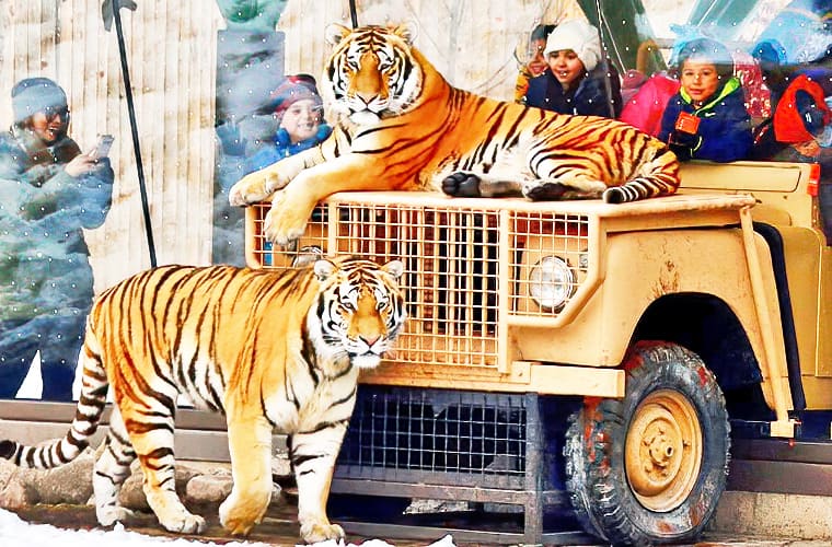 The Detroit Zoo Royal Oak