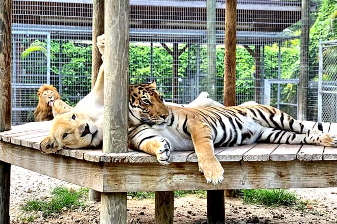 Zoological Wildlife Foundation &mdash; Redlands