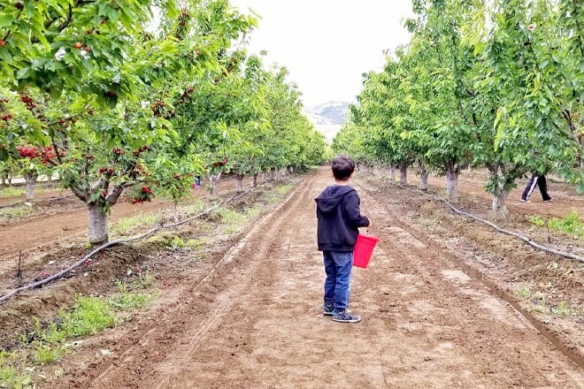 Andy&rsquo;s Orchard, Morgan Hill