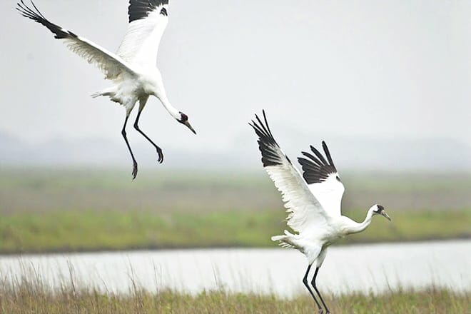 Aransas National Wildlife Refuge