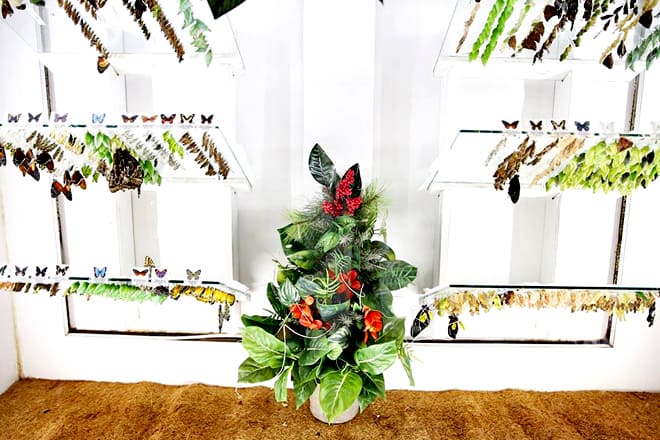 Butterfly Wonderland