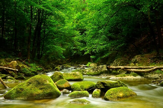 Cascades And Creeks Of The Smokies