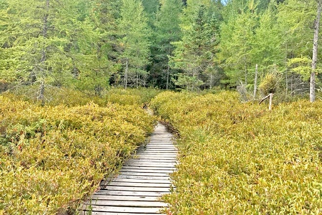 Chequamegon-Nicolet State Forest
