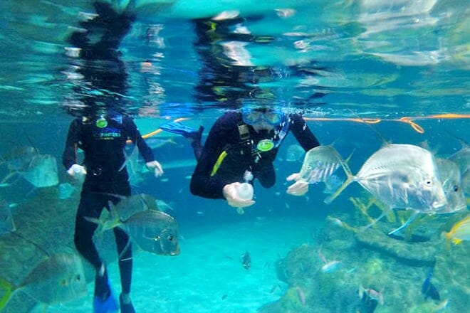 Florida Keys Aquarium Encounters