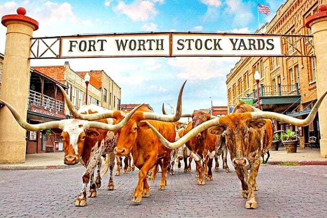Fort Worth Herd