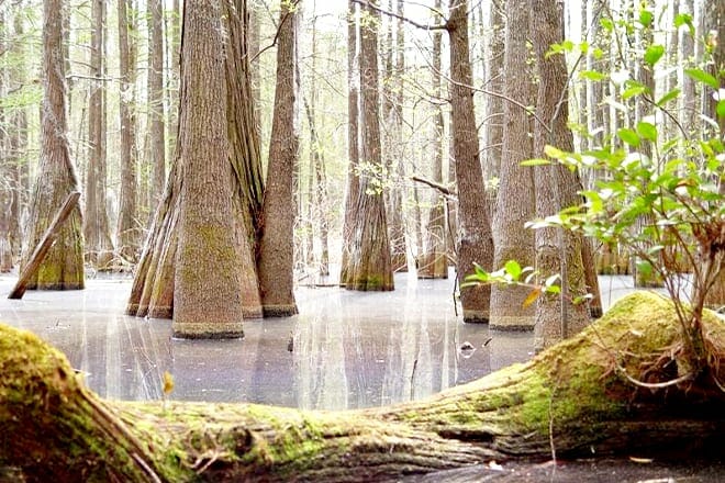 Francis Marion National Forest