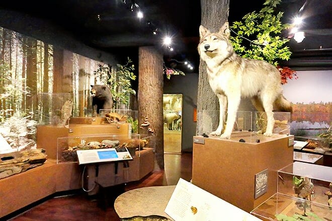 Harvard Museum Of Natural History