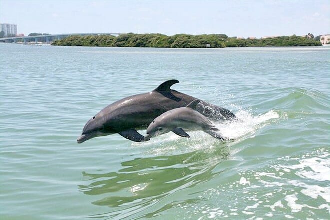 Little Toot Dolphin Adventure &ndash; Clearwater Beach