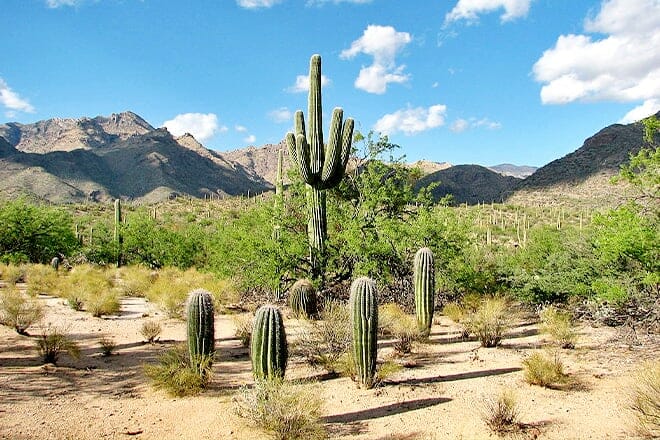 Magical Sabino Canyon Saguaro Scavenger Hunt