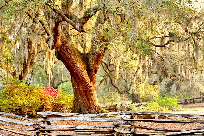Magnolia Plantation And Gardens