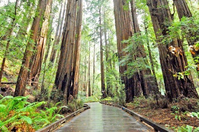Muir Woods