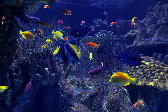 New England Aquarium