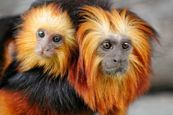 Rainforest Adventures Zoo