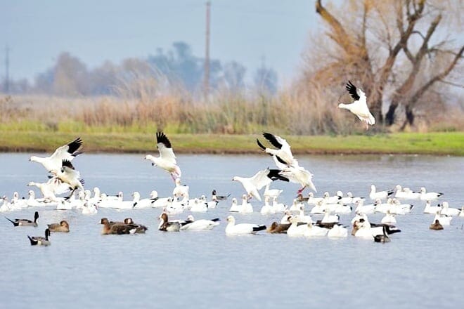 Sacramento National Wildlife Complex