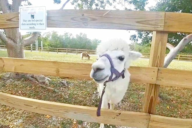 Sheriff&rsquo;s Animal Farm