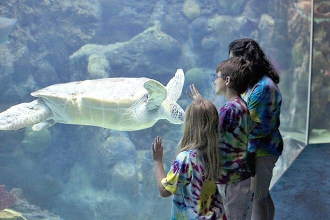The Florida Aquarium