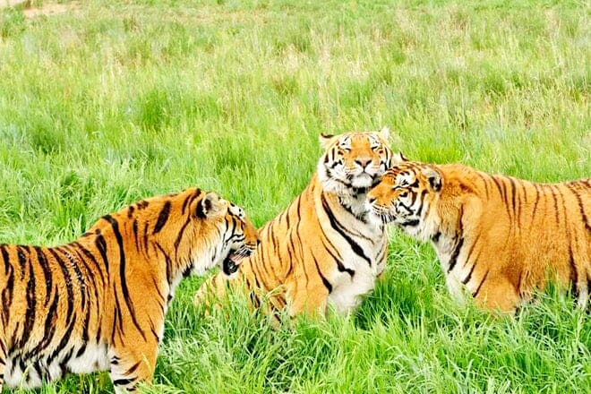 Wild Animal Sanctuary