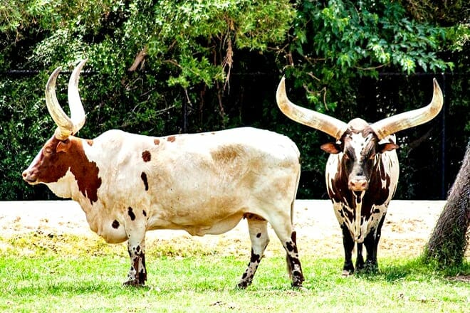 Wildlife World Zoo & Aquarium