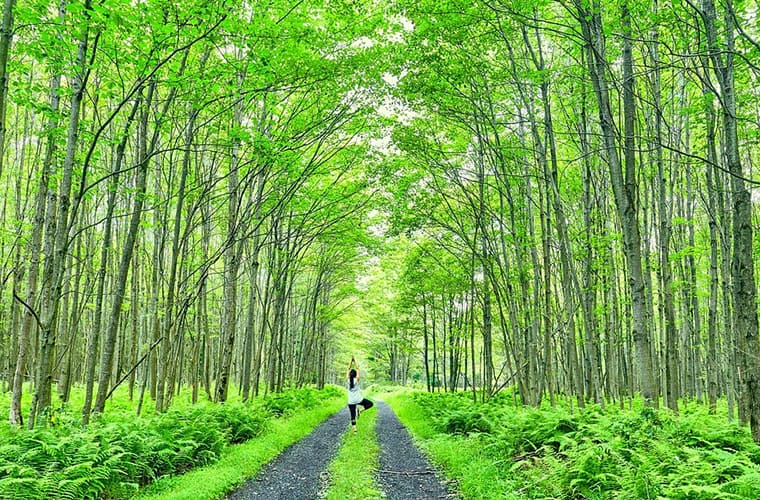 Allegheny National Forest