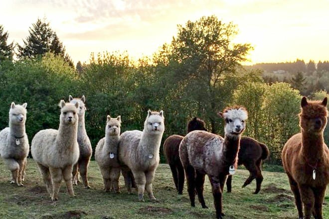 Alpacas of Oregon